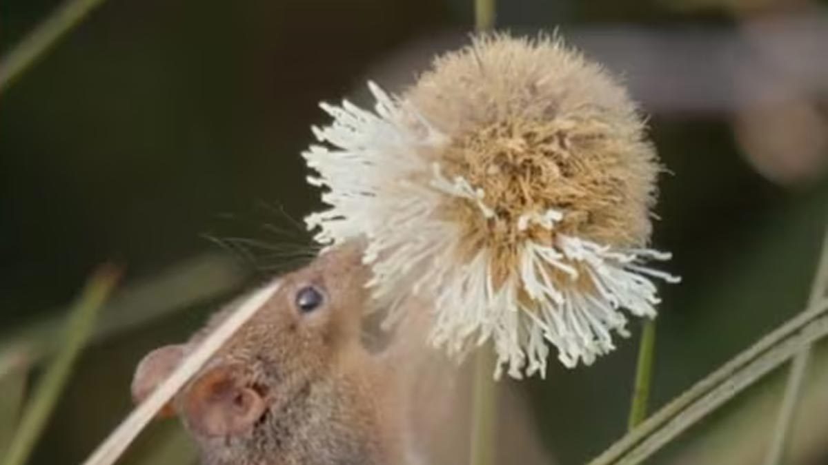 Meet Honey Possums, The World’s Only Nectarivore Mammals That Cannot Fly | Viral News - News18