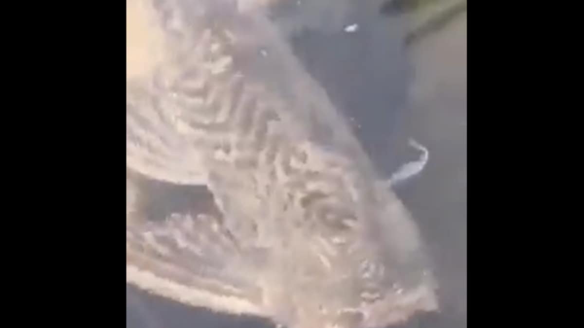 Zombie Fish? Bizarre Video Shows 'Headless' Fish Swimming In Water ...