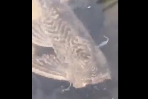 Zombie Fish? Bizarre Video Shows 'Headless' Fish Swimming In Water - News18