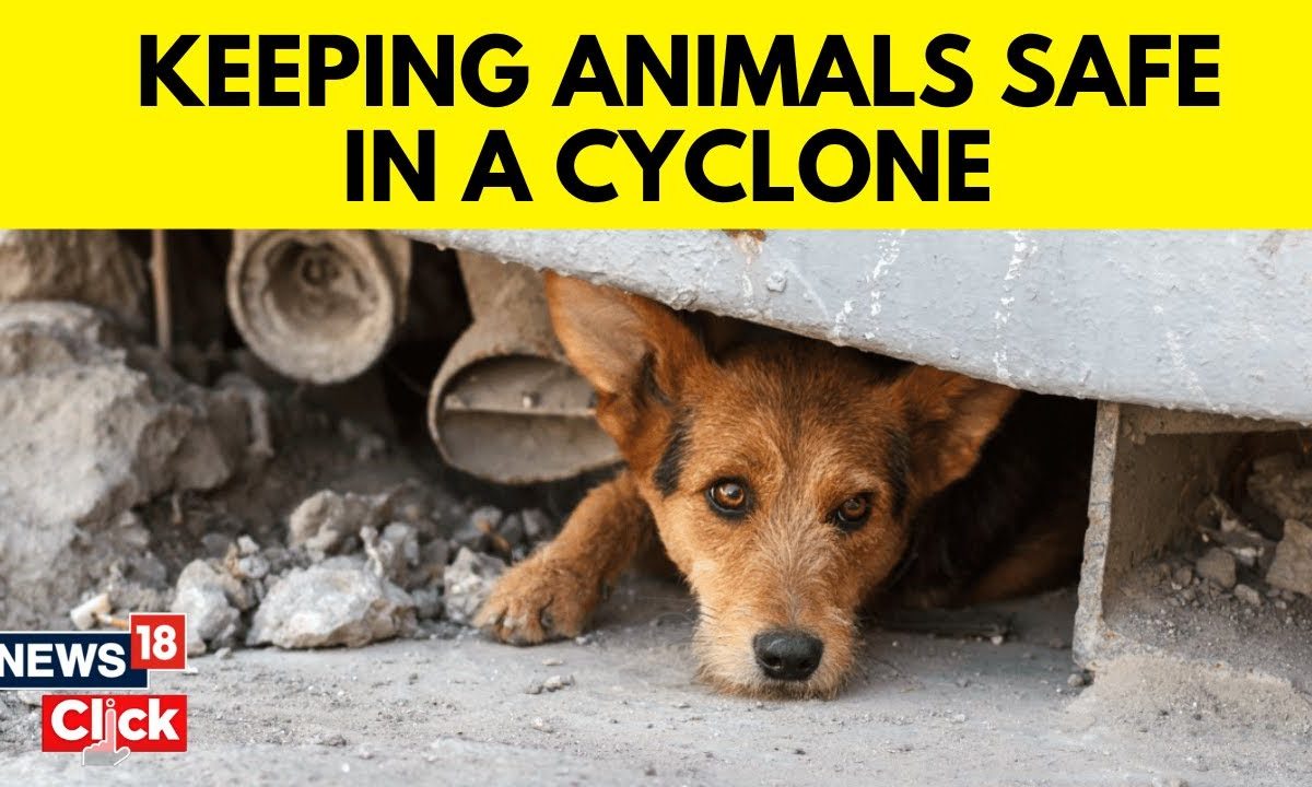 Gujarat Braces For Cyclone Biparjoy | Cyclone Biparjoy Updates ...