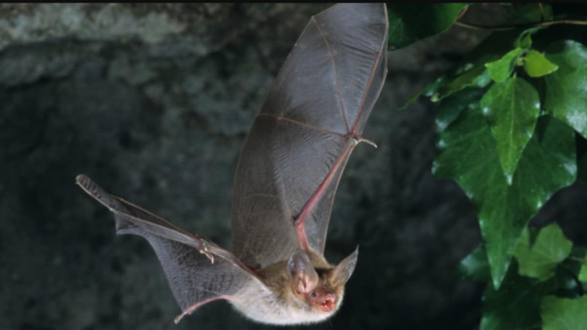 Why Leaving Bats Alone Could Help Prevent Future Pandemics | Viral News ...