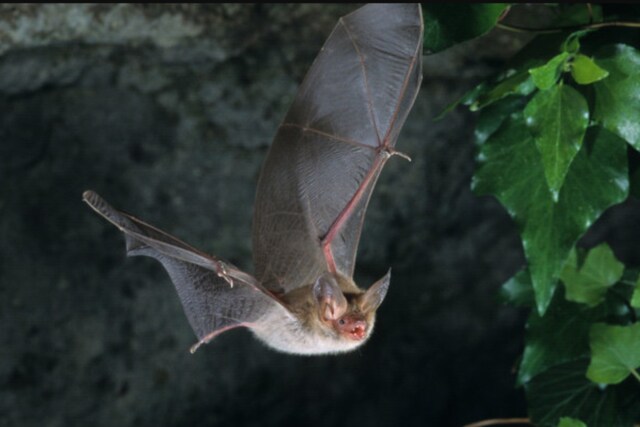 Why Leaving Bats Alone Could Help Prevent Future Pandemics - News18