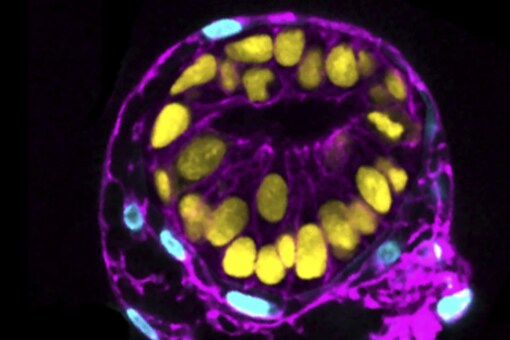 Scientists Use Stem Cells to Create Models of Human Embryos and Study ...