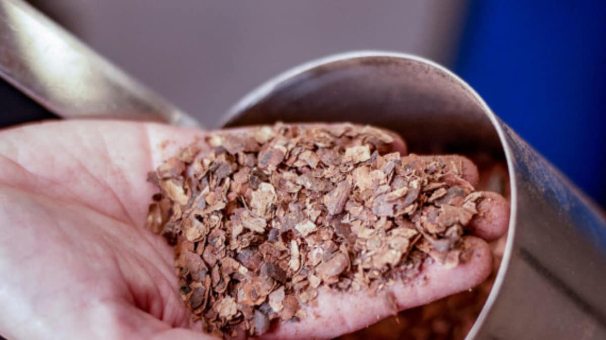 How Chocolate Could Counter Climate Change | Viral News - News18