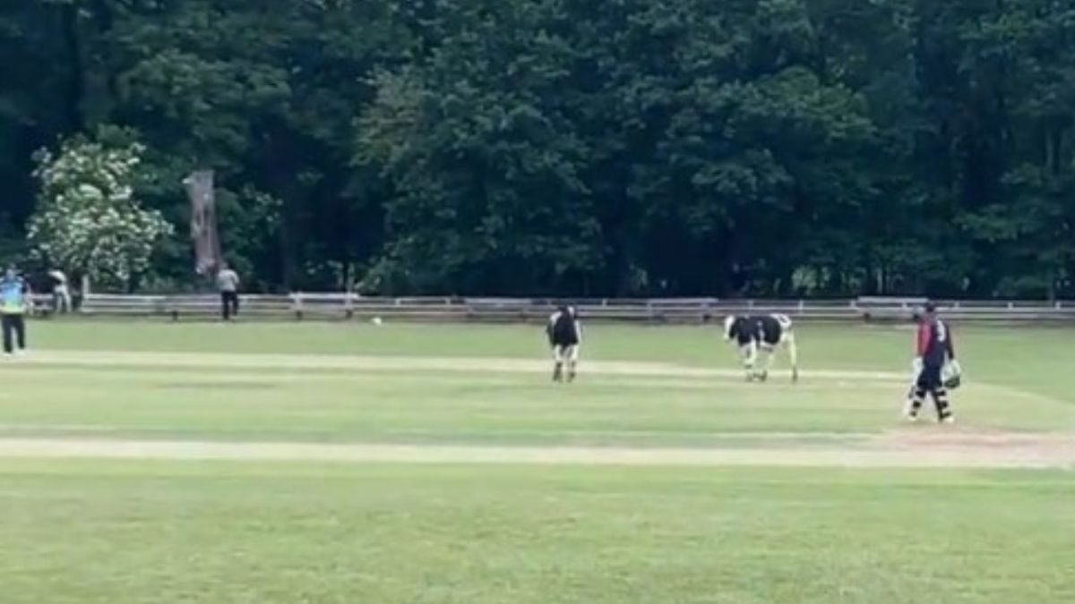 Cows Make Guest Appearance On Ground to Halt Cricket Match, Video Goes ...