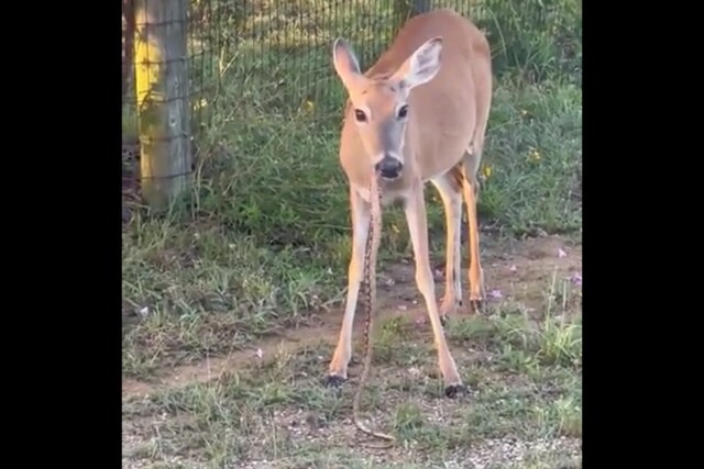 Bizarre Footage Of Deer Eating Snake Leaves Internet In Disbelief ...