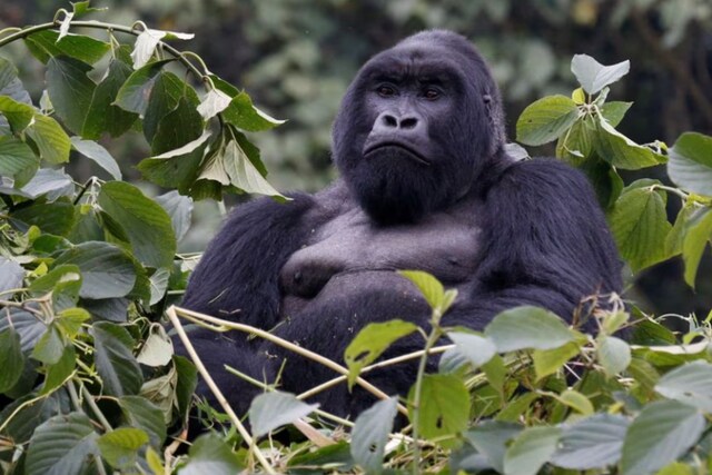 What Makes Us Human? Primate Genome Study Offers Some Clues - News18