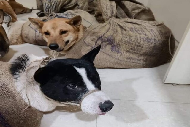 Assam: Dognapping, Smuggling on Rise in Guwahati; Dogs Sold For Rs ...