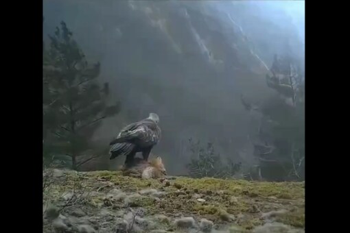 Extraordinary Footage Captures Eagle Snatching A Fox And Flying Away ...