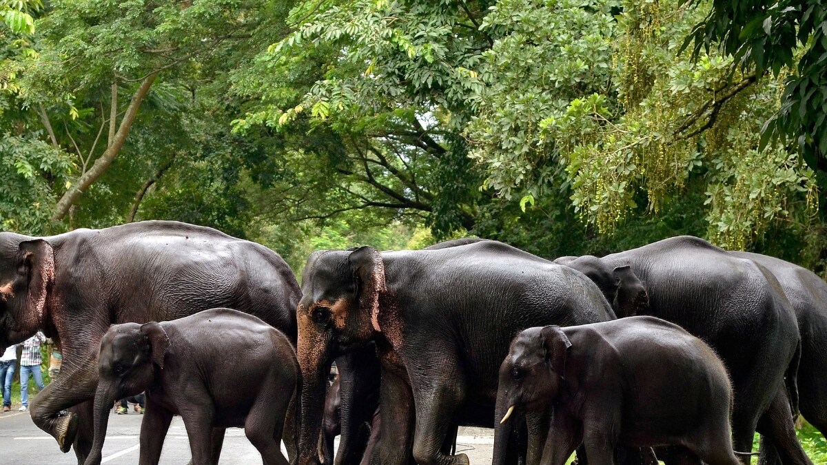 Rs 8 Crore Sanctioned for New Elephant Camp in Coimbatore Forest Region ...