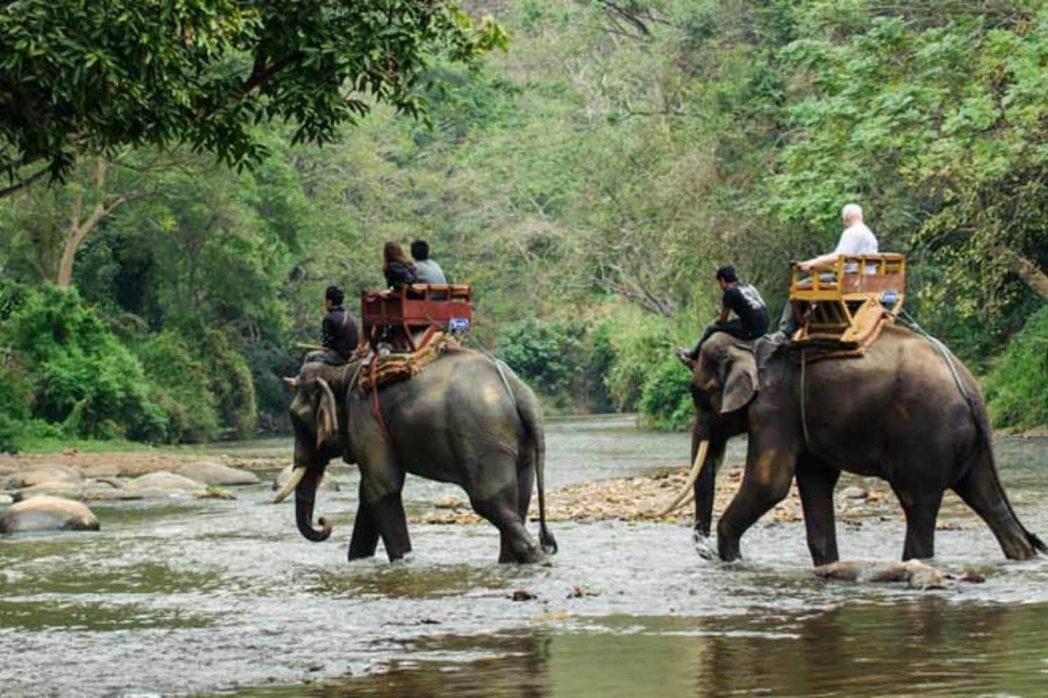 Bihar's Kashmir: Valmiki Tiger Reserve Offers Chilly Morning During ...