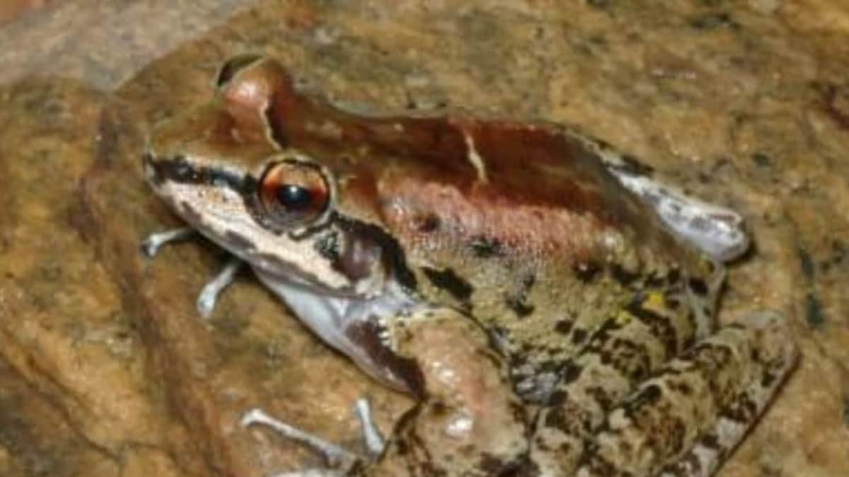 'Frog-ization': The Bizarre Dating Phenomenon GenZ Is Experiencing ...