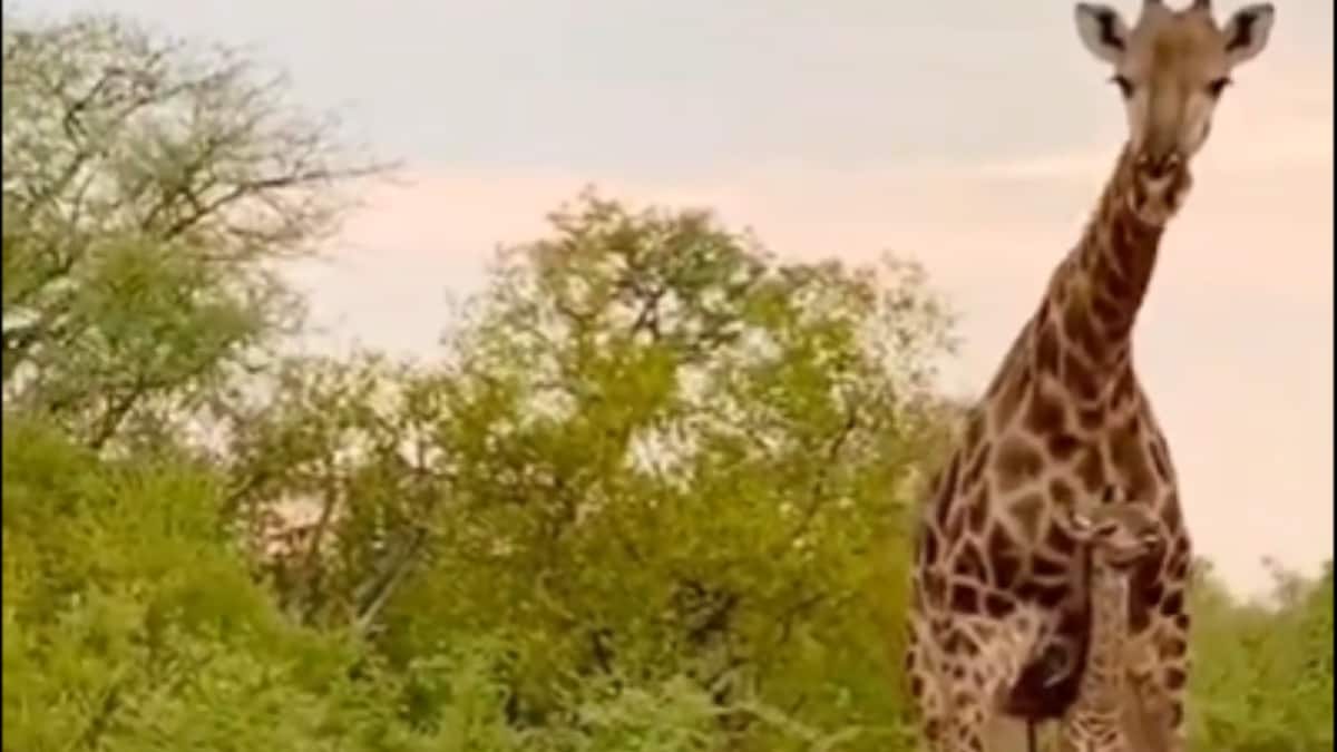 Mother's Love: Viral Video Shows Giraffe Chasing Off Hyena To Protect ...