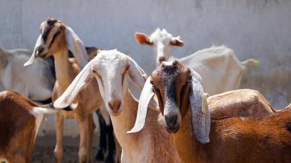 300-kg Ajmeri Goat Shahrukh Sold for Rs 6 Lakh at Lucknow's Bakra Mandi ...