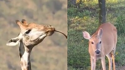 Viral Video Shows Giraffe Chomping On Bones; Here’s Why It Did So ...