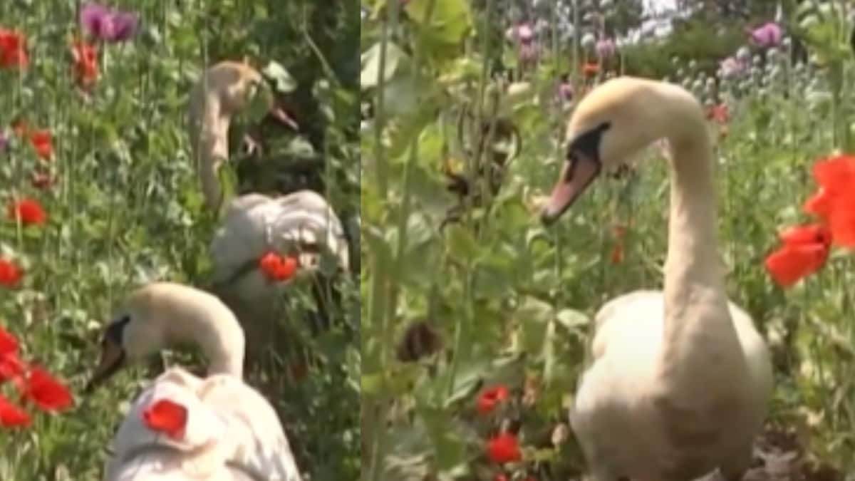 Swans In Slovakia Are Addicted To Drugs, Refuse To Leave Poppy Fields ...