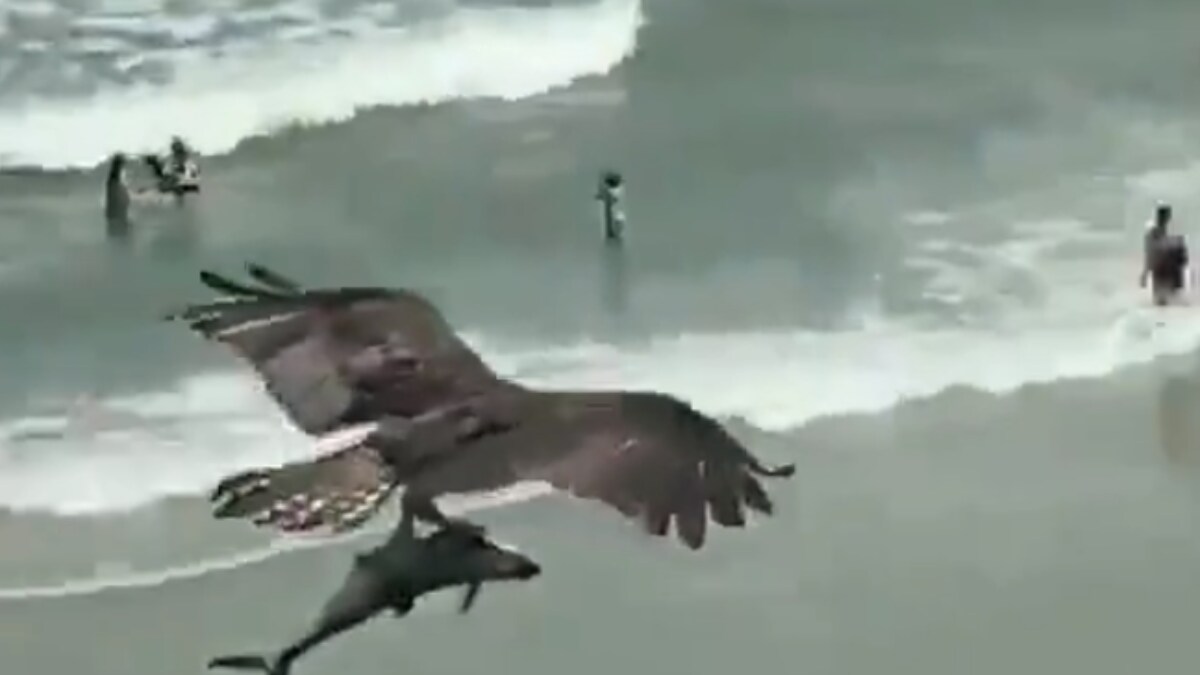 Old Video Of Bird Preying On Shark-Like Fish Is Survival Of The Fittest ...