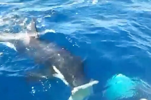 This Viral Video Of Killer Whale Attacking Boat Is Not For The ...