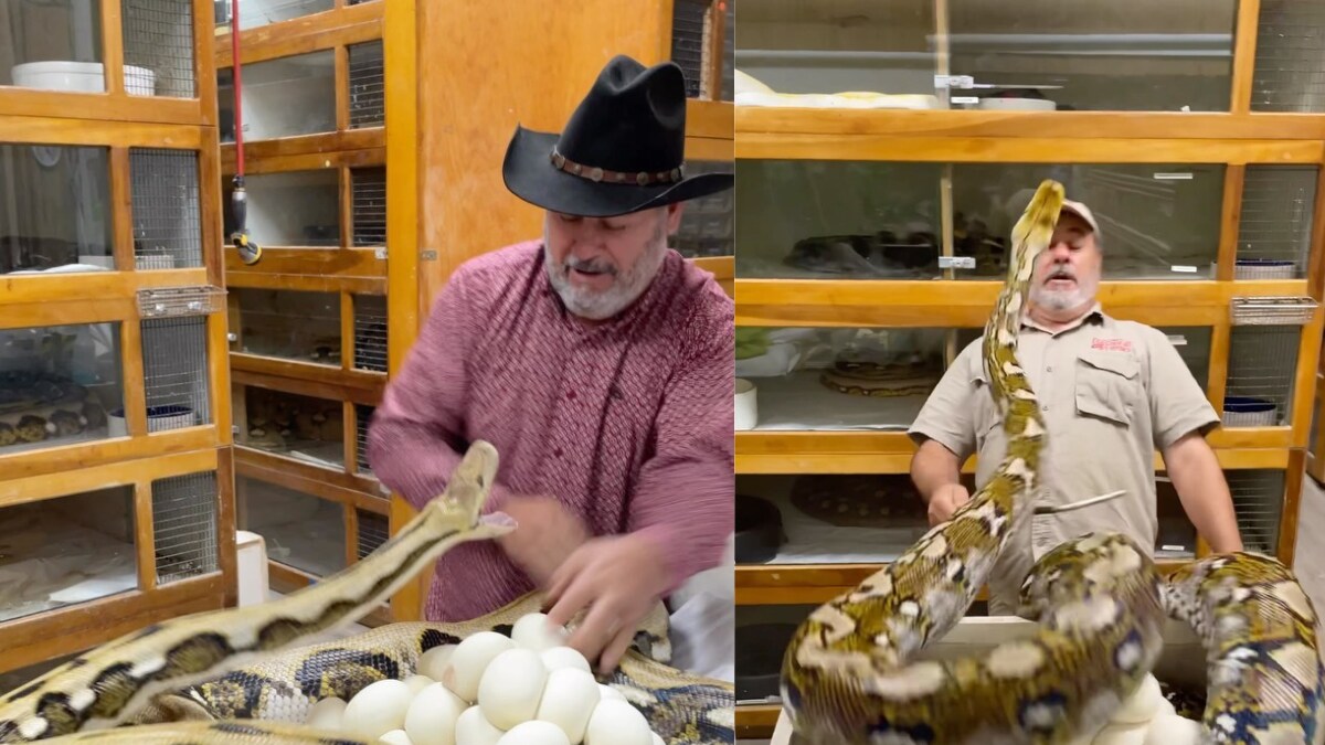 Bone-Chilling Encounter: Man Trying To 'Steal' Eggs Gets A Warning From ...