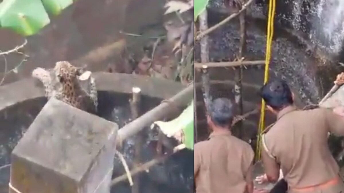 How Desi Jugaad Helped Officials Resue A Leopard In Karnataka | Viral ...