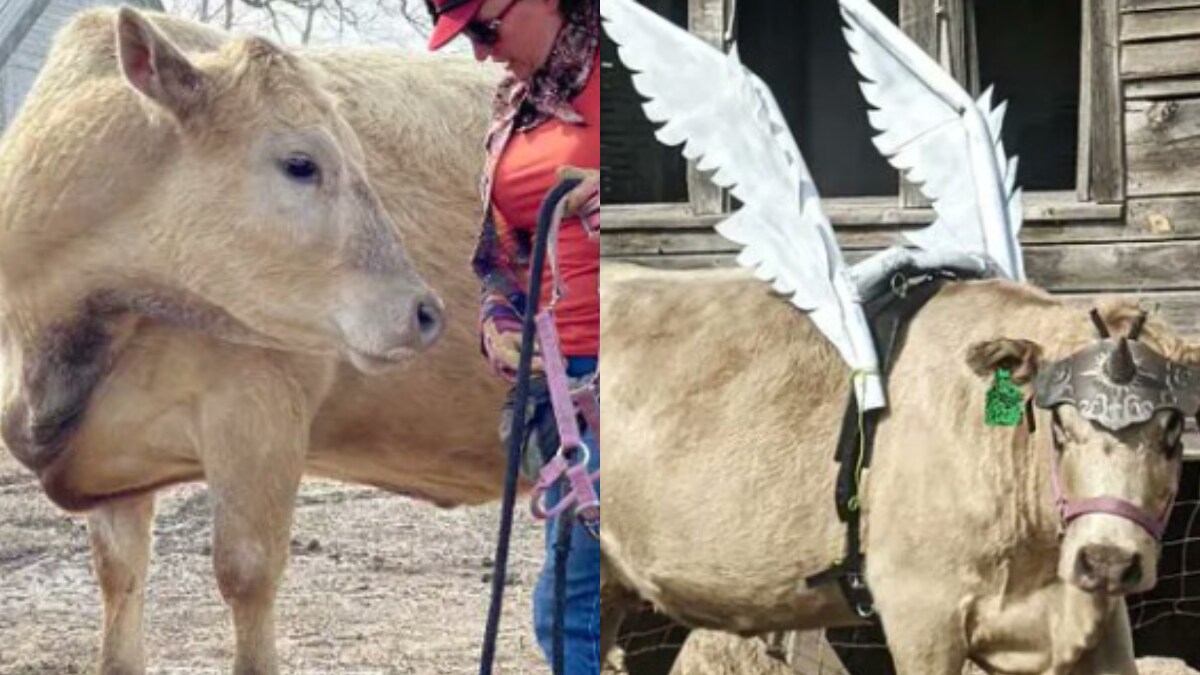 It Took This Cow Just A Minute To Earn A World Record | Viral News - News18