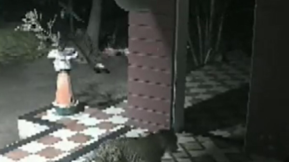 Dog's Fearless Act Turns Social Media Upside Down With Memes And ...