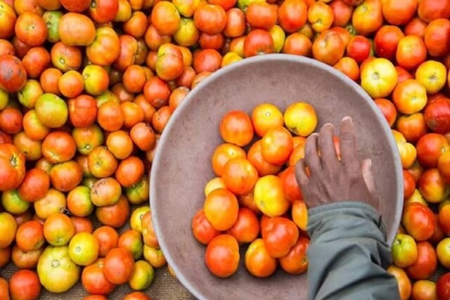 World's Most Expensive Tomato Seeds Cost Rs 3 Crore Per Kg - News18
