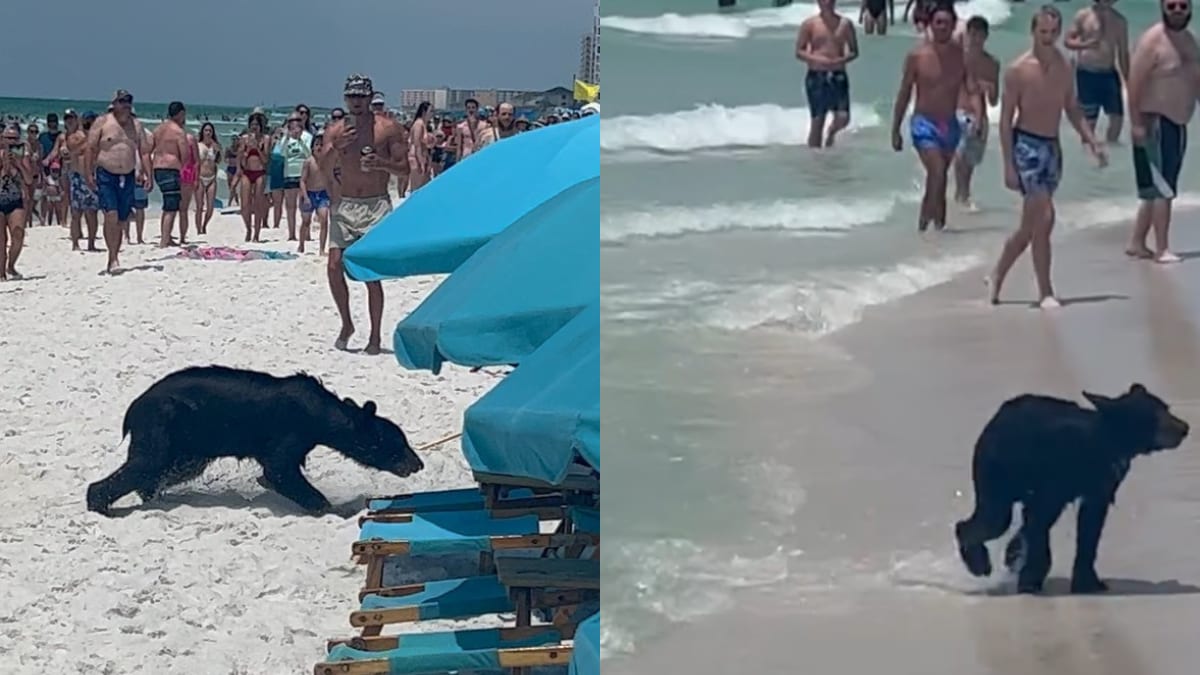 Just A Usual Day At Florida Beach: Black Bear Swims Out Of Water And ...