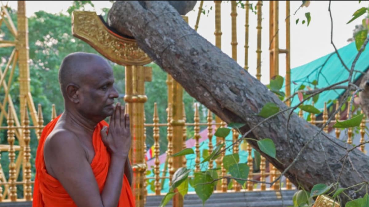 Phony Claims Swirl Around Sri Lanka's Holiest Tree | Viral News - News18