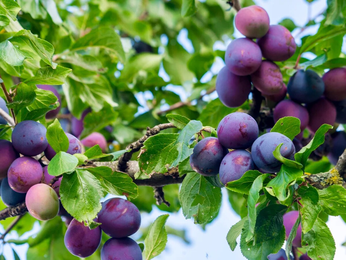 Fresh Black Plums Fresh Black Plums