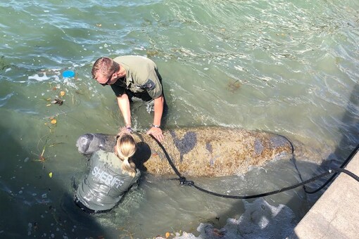 Florida Cops Prioritise Manatee's Welfare Above Their Own Safety, Wins ...