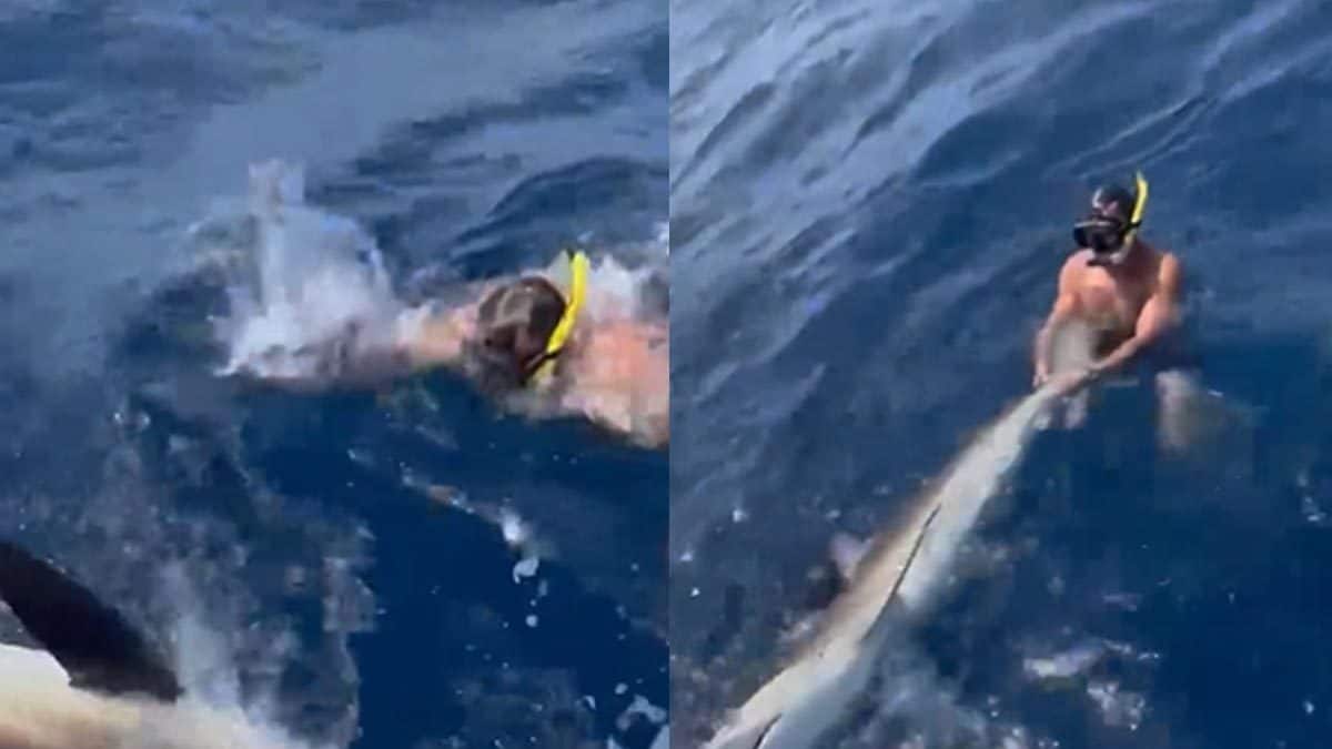 This Video Of Man Wrestling With Shark Is Trending And How | Viral News ...