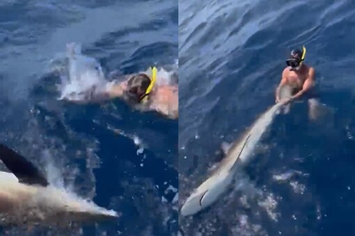 This Video Of Man Wrestling With Shark Is Trending And How - News18