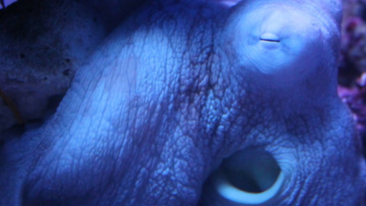 Sleep in the Deep: Do Octopuses Dream Like Humans? | Viral News - News18