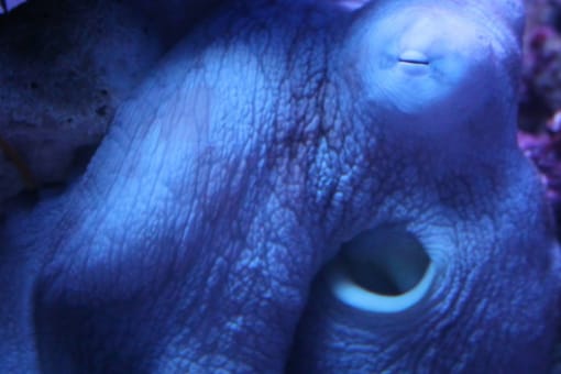 Sleep in the Deep: Do Octopuses Dream Like Humans? - News18