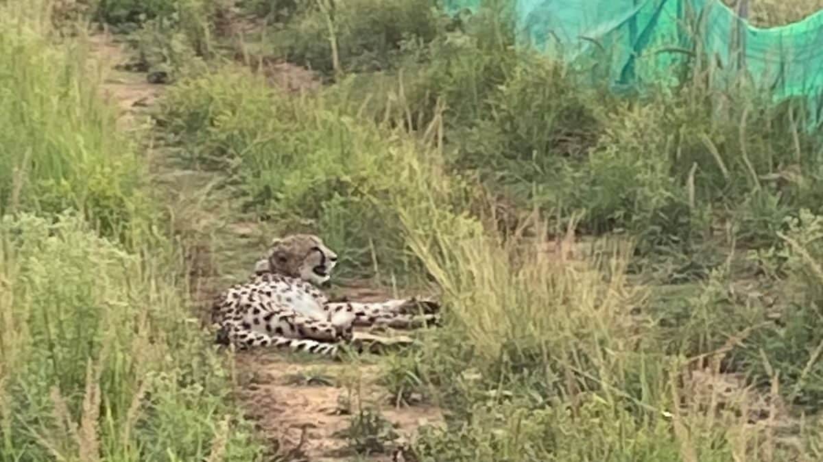 'Project Cheetah On Track’: Experts To Analyse Human-Cheetah Interface ...