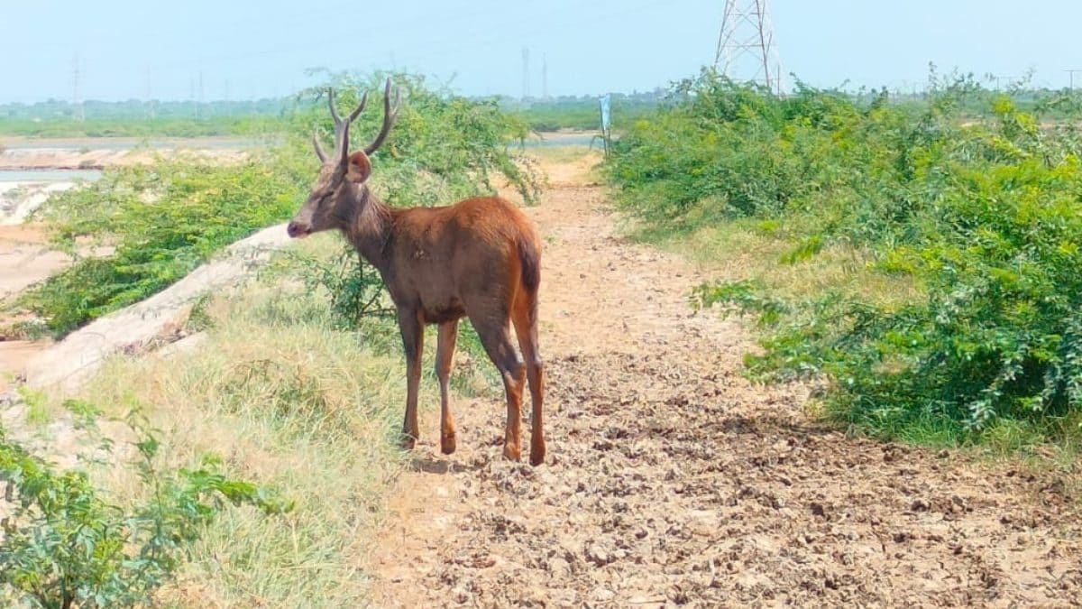 Gujarat Forest Department To Save 'Sea Swimming' Sambar Deers in ...