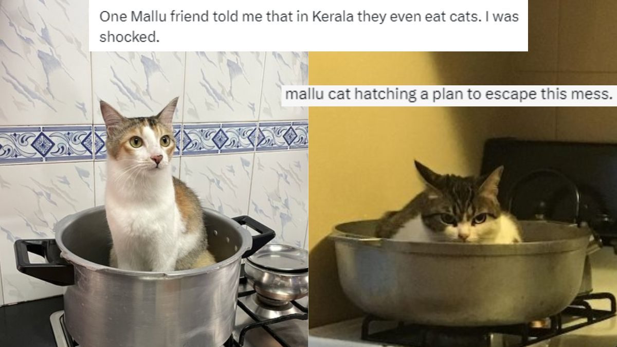 Mallus are 'Cooking' Their Cats on Twitter After This Viral Tweet, Here ...