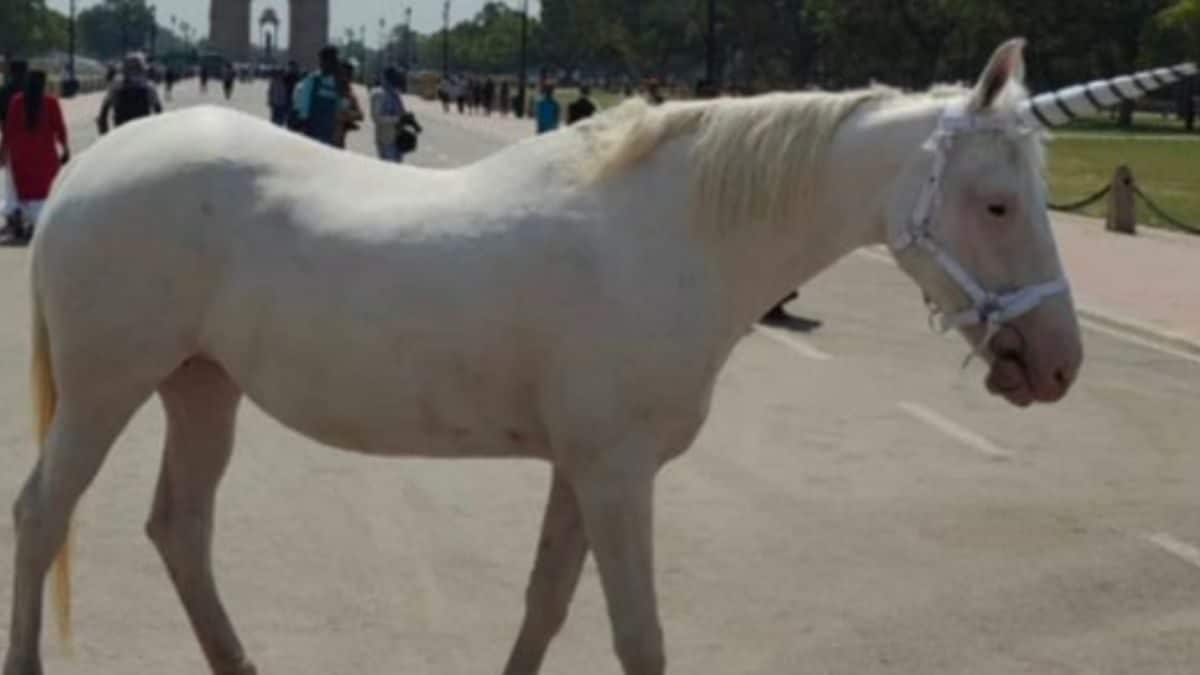 Unicorn Spotted in India? Mythical Creature's Pics Has Twitter Sharing ...