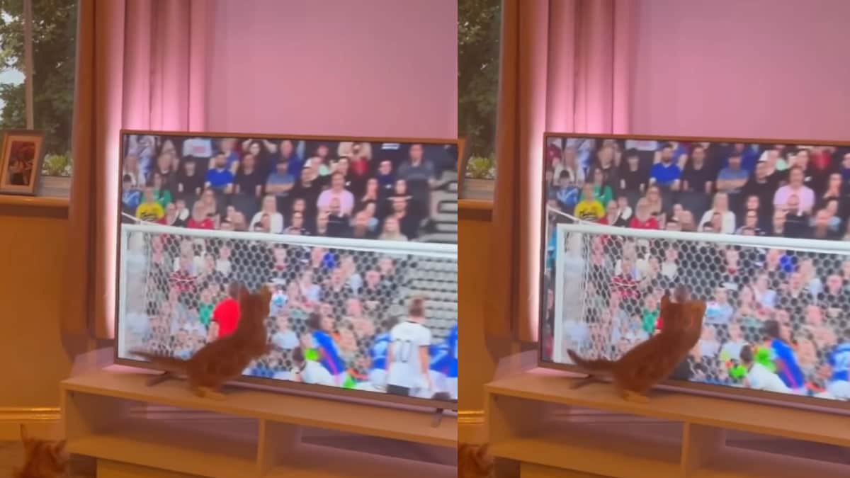 Watch: Cat Turns Into 'Goalkeeper' While Watching Football Match On TV ...