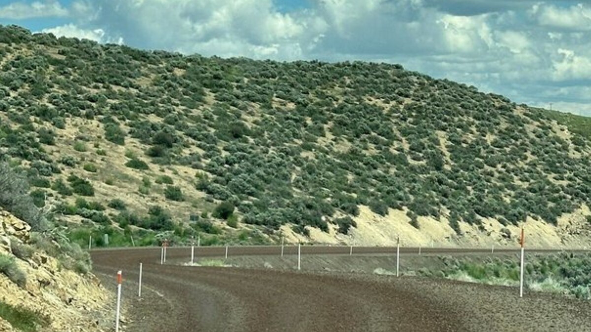 Creepy-Crawly Crickets Swarm Small Town in US State of Nevada | Viral ...