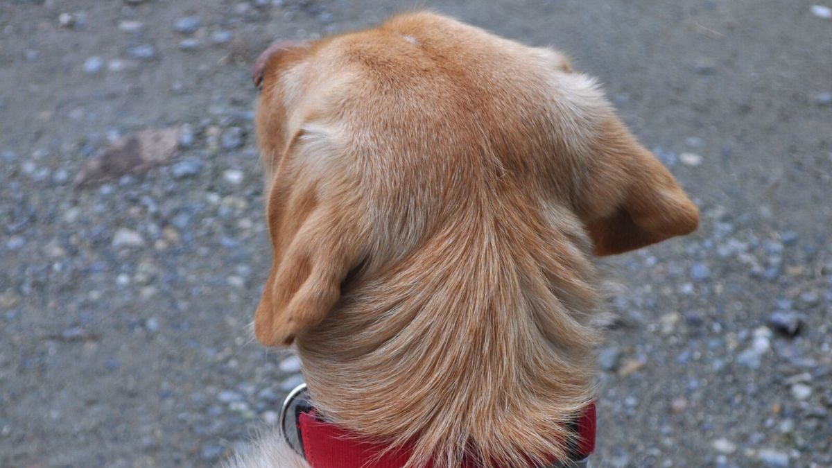 Truck Runs Over Dog In Agra, Pet Parent Cries Hugging His Body For ...