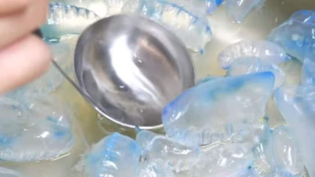 Watch: Japanese Man Cooks The Most Dangerous Marine Creature ‘Jellyfish ...