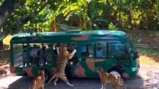 Watch: Tiger Holds On To A Tourist Bus During Jungle Safari; 'Scary ...