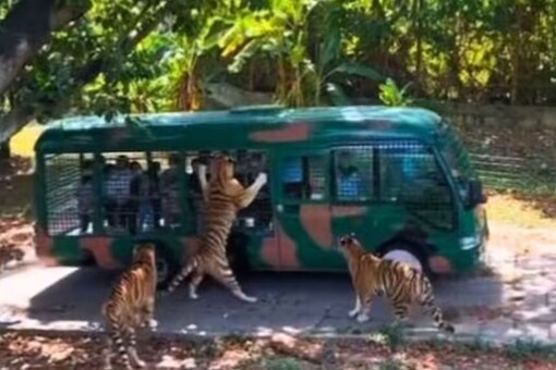 Watch: Tiger Holds On To A Tourist Bus During Jungle Safari; 'Scary ...