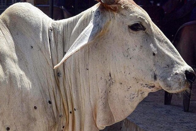 Maharashtra: Nanded Declared Lumpy Skin Disease Affected District After ...