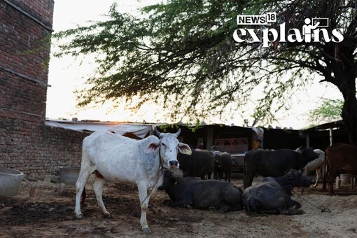 BJP-Congress Slugfest Over Anti-Cow Slaughter Law in Karnataka: What's ...