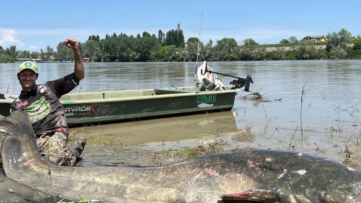 Giant CatFish Measuring Over 9ft Caught By Fisherman After 43 Minutes ...
