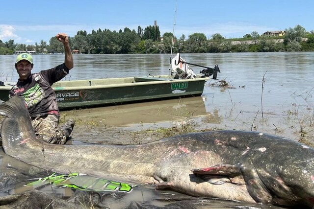 Giant CatFish Measuring Over 9ft Caught By Fisherman After 43 Minutes ...