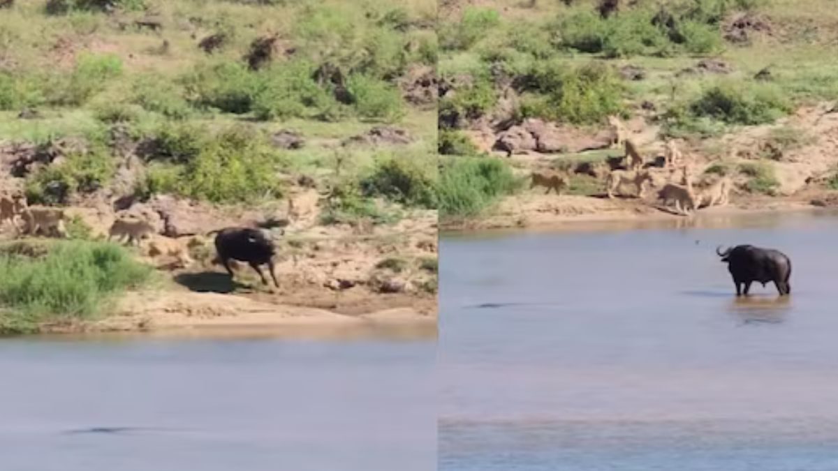 Video Of Lone Buffalo Miraculously Escaping Lionesses Viral; Internet ...
